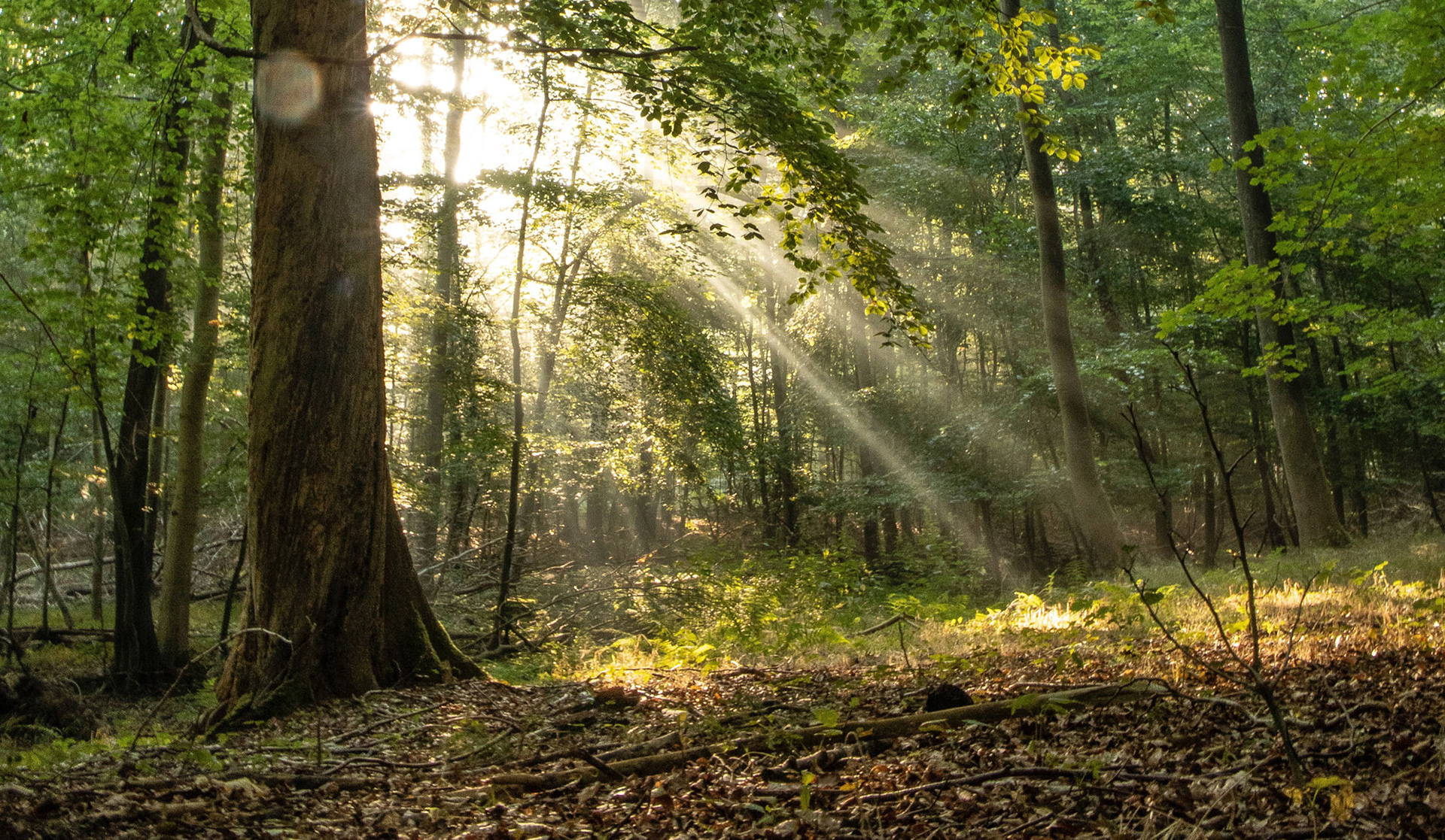 Macdoch Australia | We believe Australia can be a global leader in building natural capital and ...